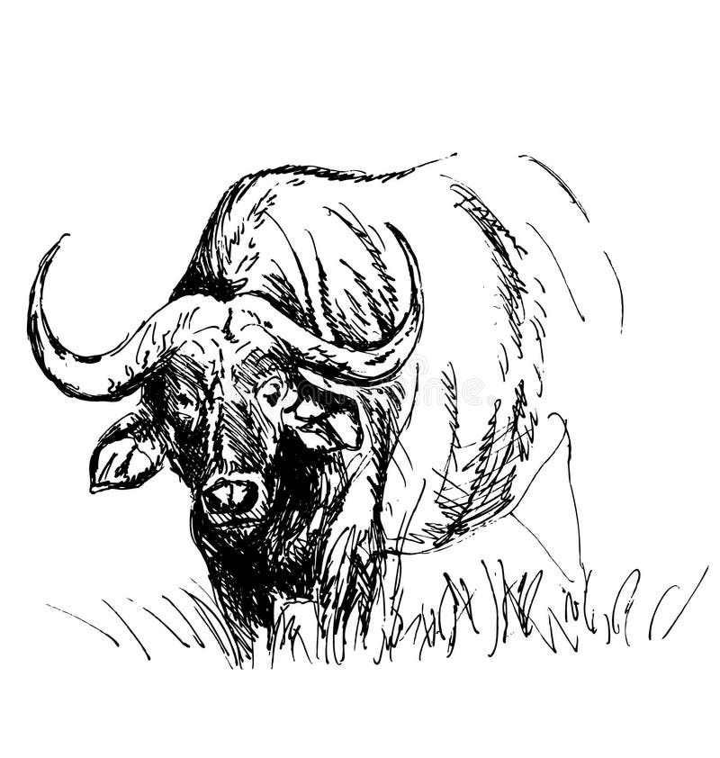 Hand Sketch African Buffalo Stock Vector - Illustration of national ...