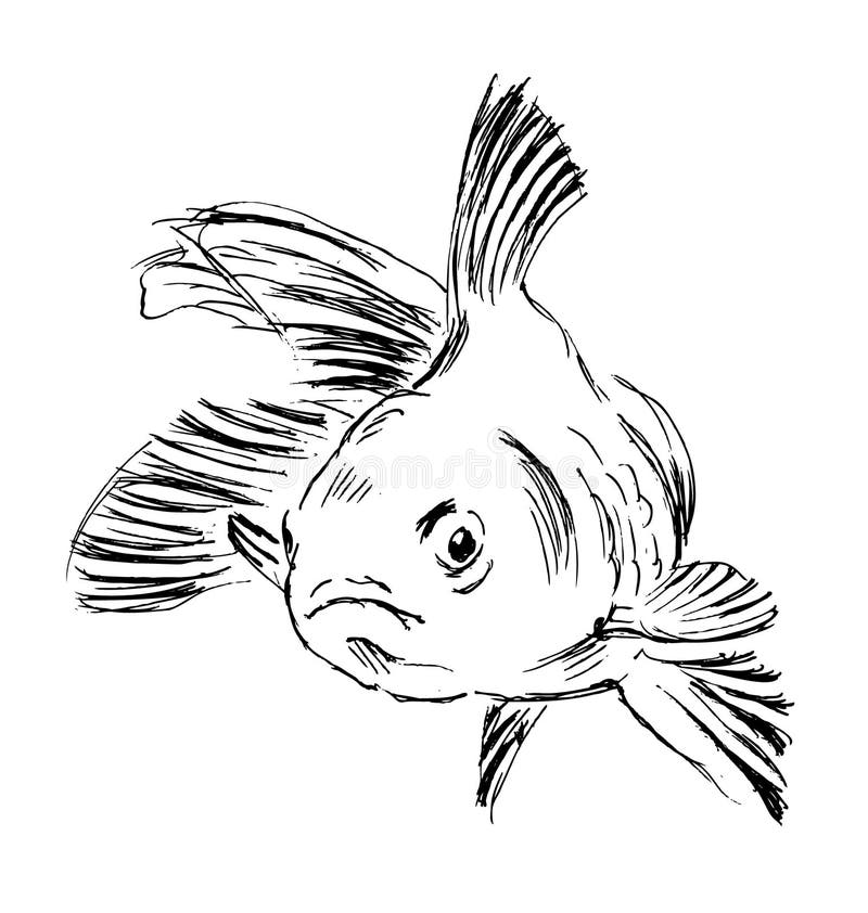 Hand sketch fish stock vector. Illustration of insignia - 71878531