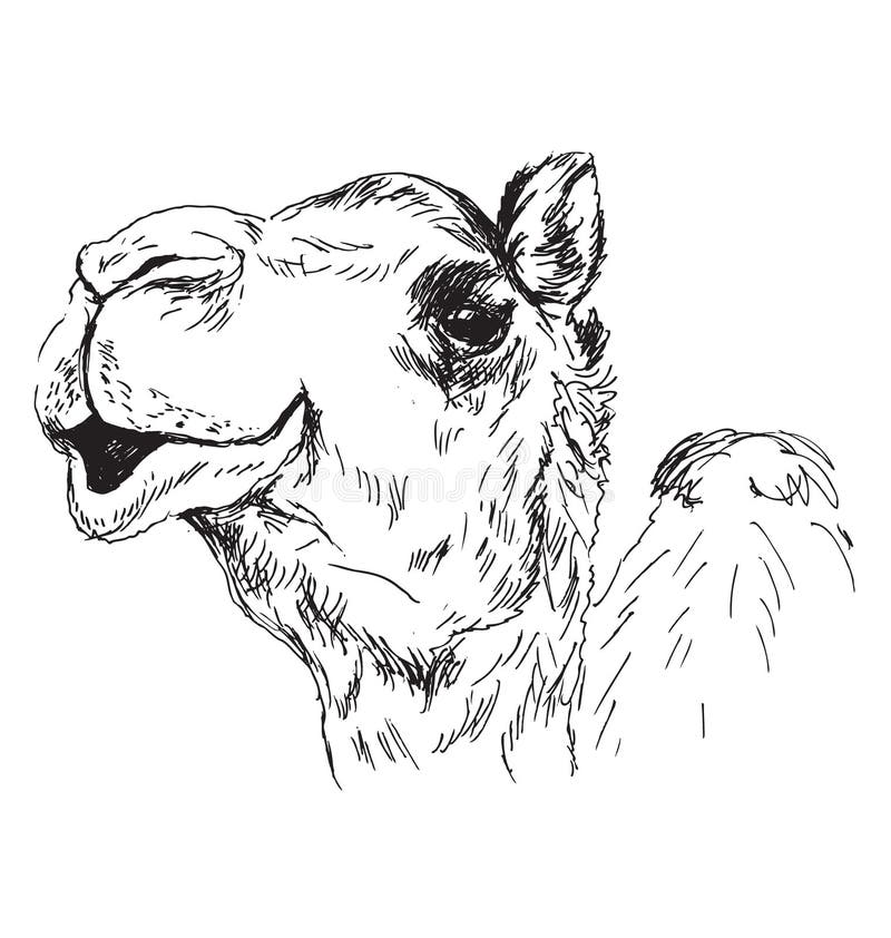 Hand Sketch of the Head of a Camel Stock Vector - Illustration of ...