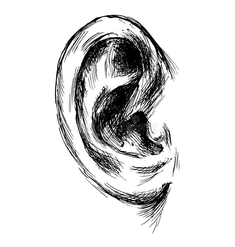 Hand Sketch of the Human Ear Stock Vector - Illustration of dedicine ...