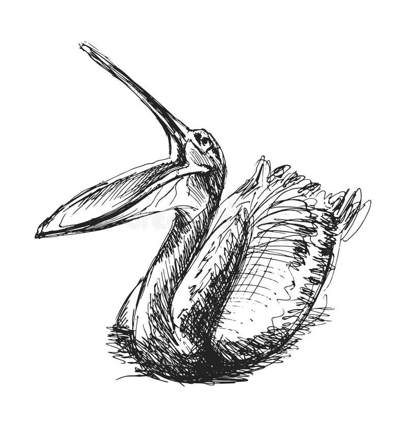 Pelican Sketch Ink Illustration On White Background Stock Illustration ...