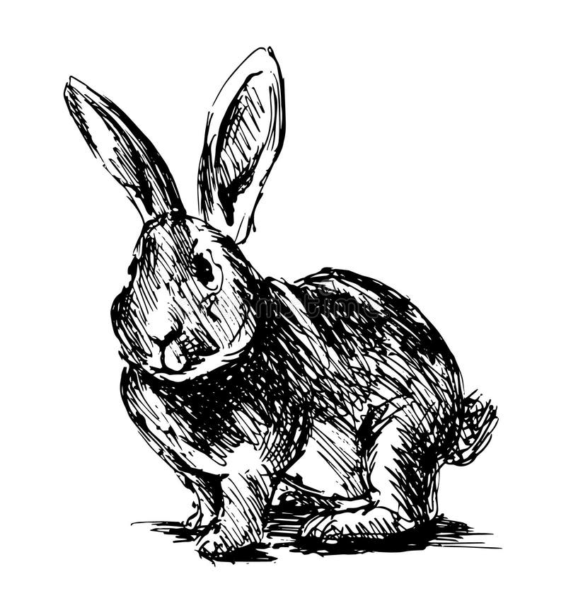 Sketch rabbit stock vector. Illustration of oryctolagus - 51065528