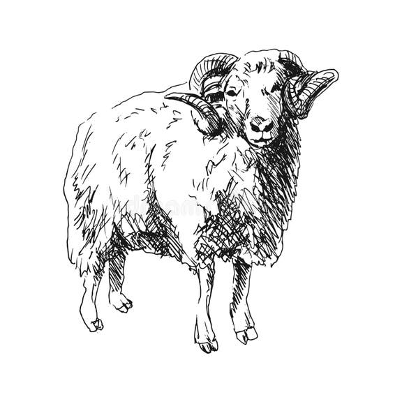 Ram Sketch Stock Illustrations – 4,050 Ram Sketch Stock Illustrations ...