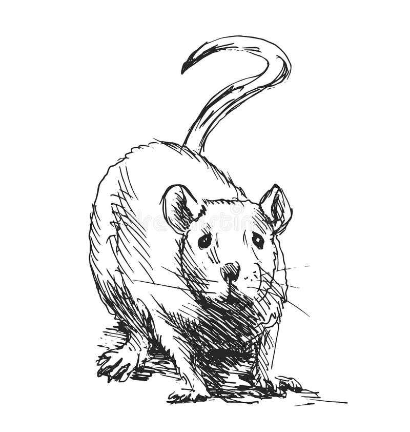 Fancy Rat Line Drawing One Line Drawing Of Mouse Pet Or Rat Animal