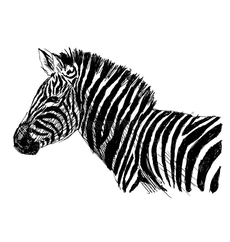 Zebra Side View, Copy Space Stock Illustration - Illustration of bush ...