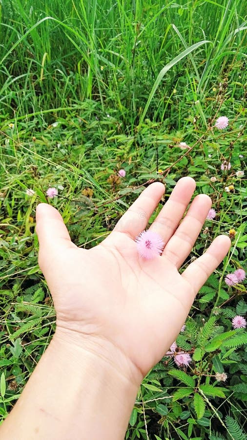 Hand and Small Pink Flowers. Stock Image - Image of lawn, pink: 198232829