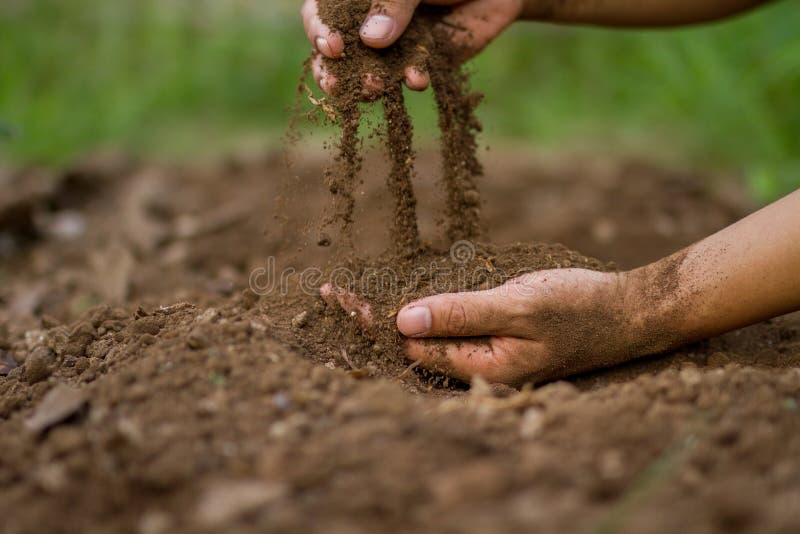 Hand and Soil Prepare for Grow Vegetable Stock Photo - Image of nature ...