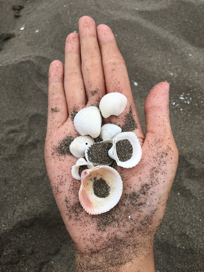 A hand and some shells stock image. Image of head, food - 206621333