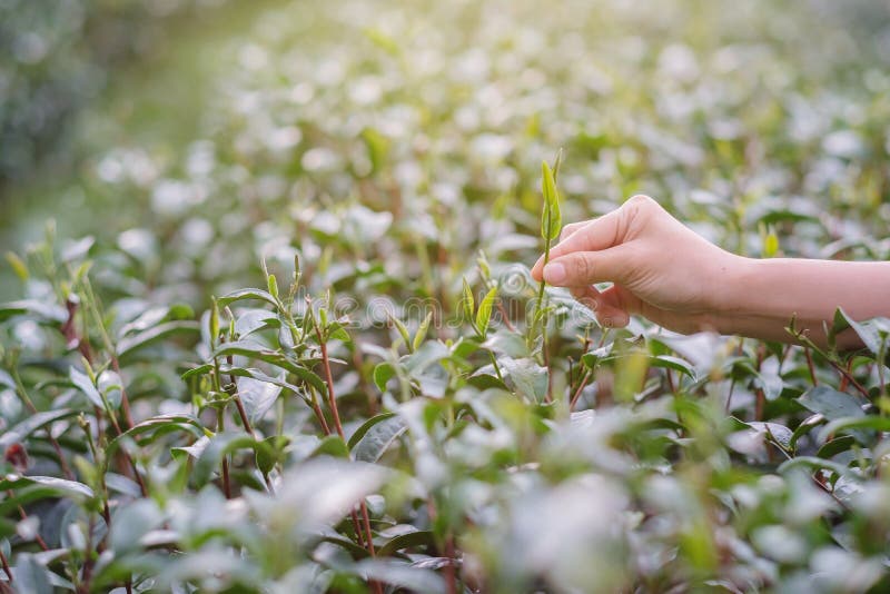 Hand of Someone Pick Tea Leaf. Stock Photo - Image of asian, beauty ...
