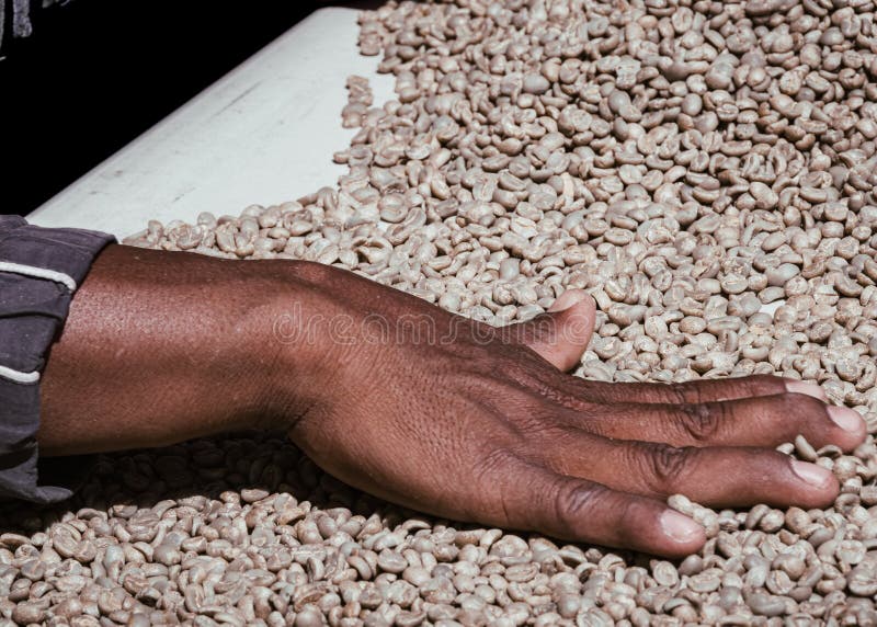 Hand Sorting the Best Coffee Beans by Hand Stock Image - Image of ...