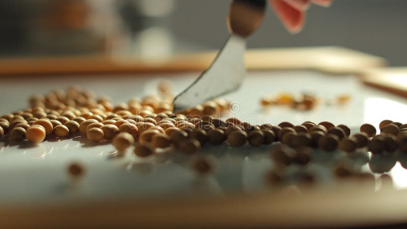 Hand Sorting Chickpea Grains on Table while Using Spatula Stock Video ...