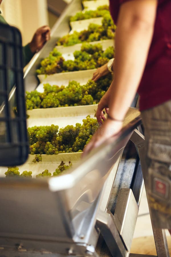 Hand Sorting Grapes on a Conveyor Belt at Winery Stock Photo - Image of ...