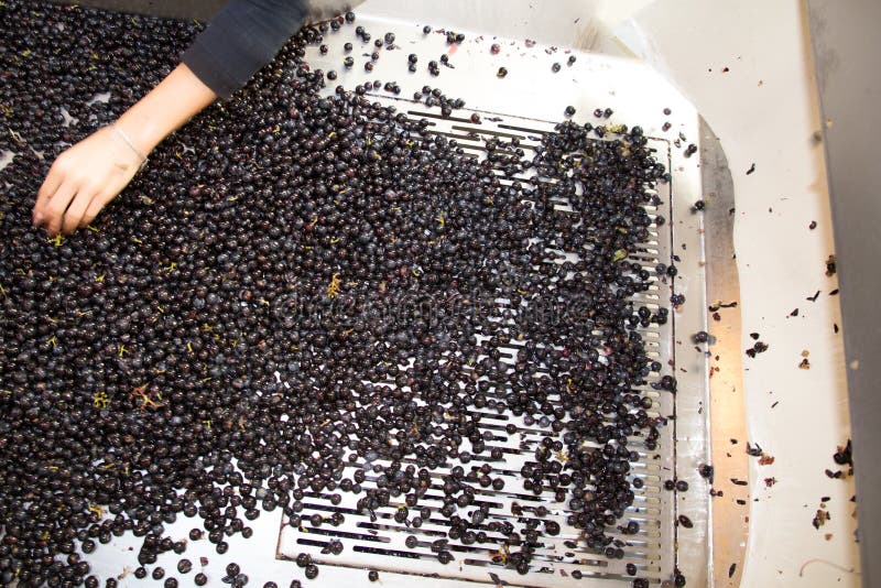Hand Sorting Grapes Steel Modern Winery Machine with Red Grape Stock ...