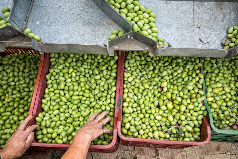 Hand Sorting Out Collected Green Olives Stock Image - Image of hand ...