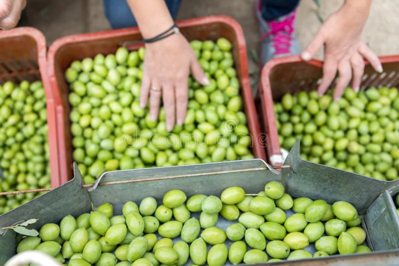 Hand Sorting Out Collected Green Olives Stock Image - Image of diet ...