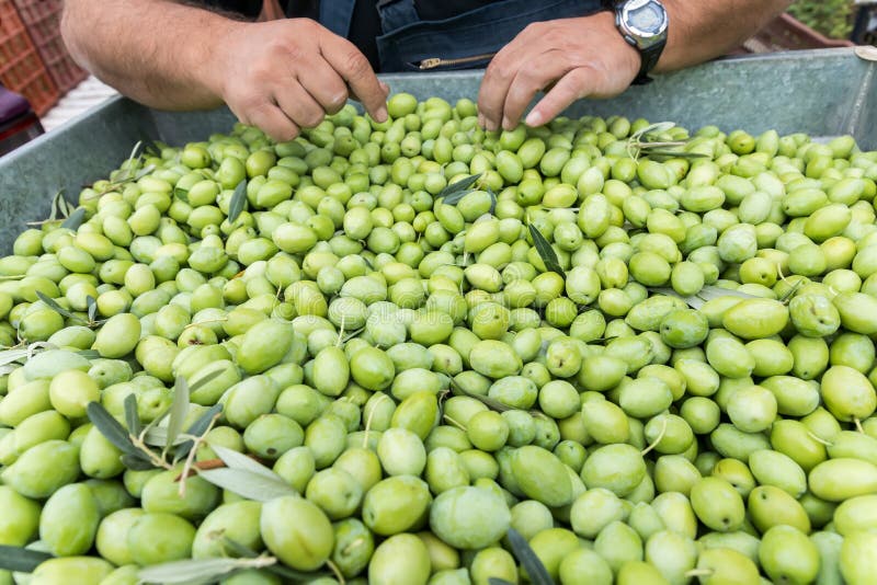 Hand Sorting Out Collected Green Olives Stock Photo - Image of extra ...