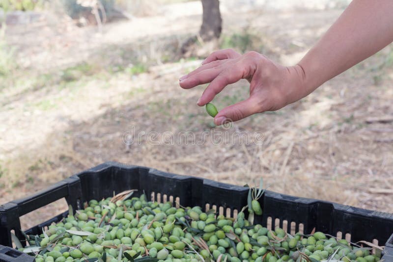 Hand Sorting Out Collected Green Olives Stock Photo - Image of branch ...