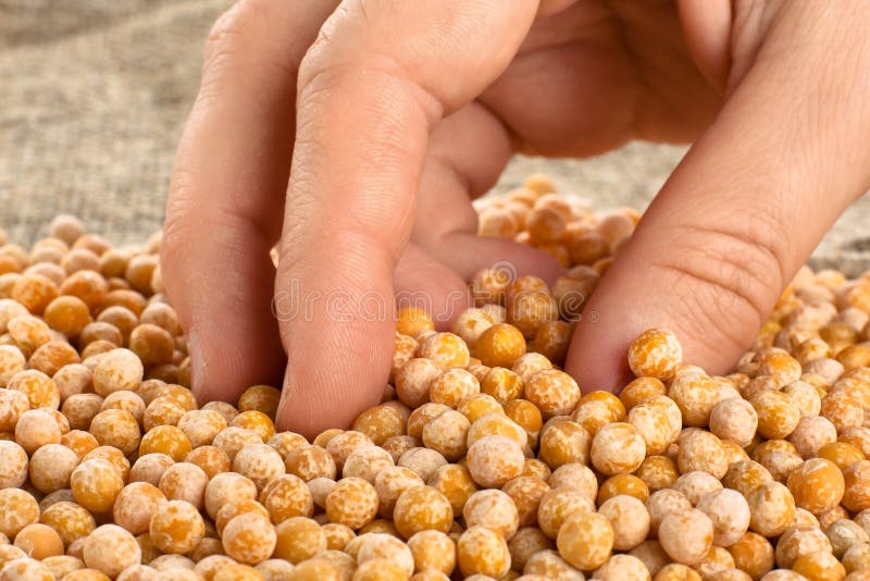 Hand Sorting Out Dried Peas Stock Photos - Free & Royalty-Free Stock ...