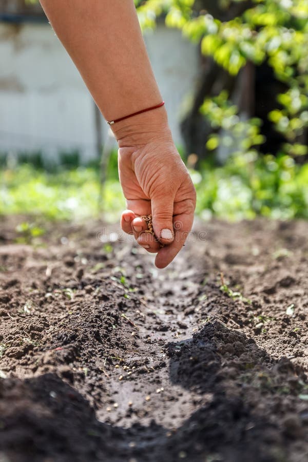 A Hand Sowing Seeds into the Soil Stock Image - Image of closeup ...