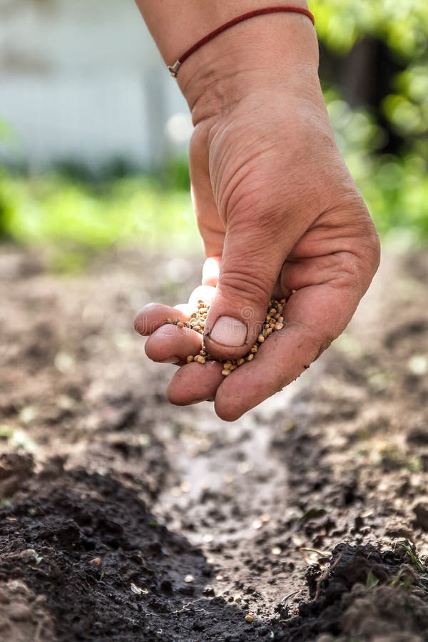 13,926 Sowing Seeds Stock Photos - Free & Royalty-Free Stock Photos ...