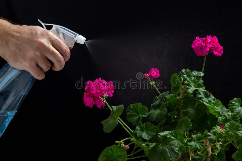 Hand with Spray Spray on Flowers Stock Photo - Image of plant, flowers ...