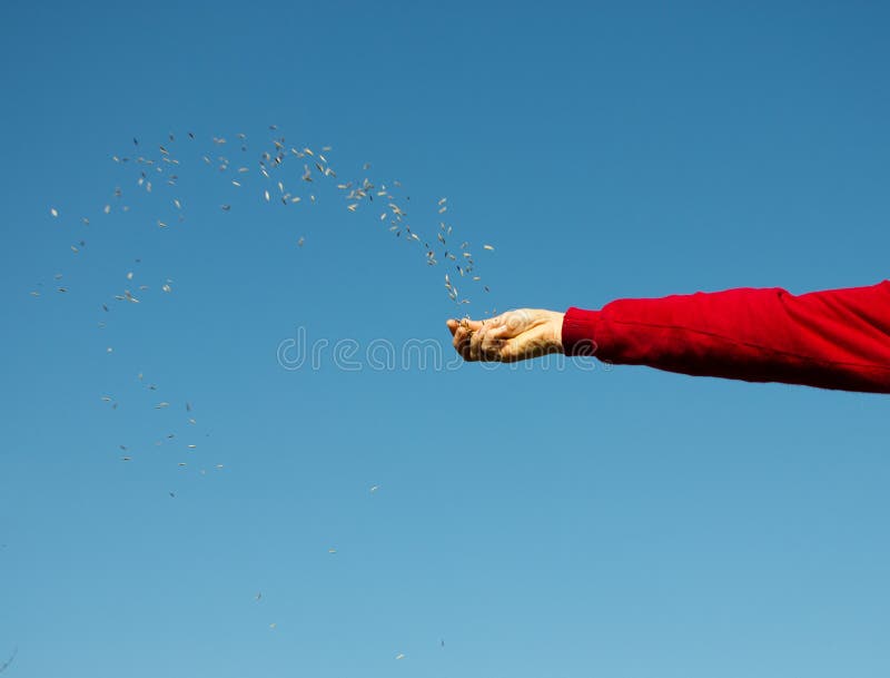 Hand Throwing Seeds stock image. Image of seeds, oatmeal - 59039657