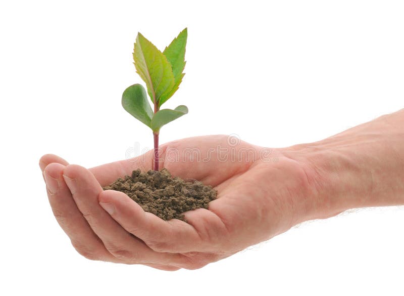 Hand And Sprout Picture. Image: 14007093