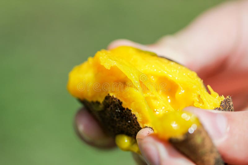 Wild Mango Fruit Found in Costa Rica Stock Photo - Image of meal ...