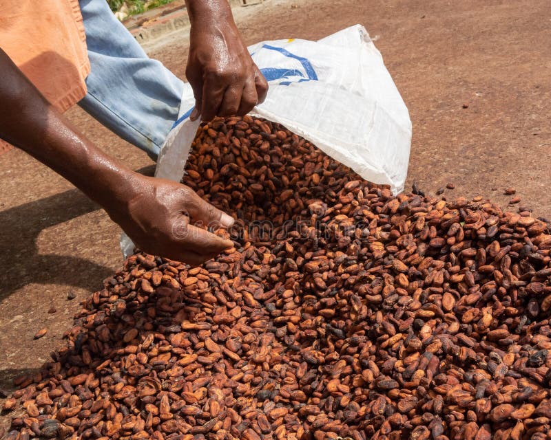Hand Stacking and Stuffing Dried Cocoa Nuts into a Sack Stock Image ...