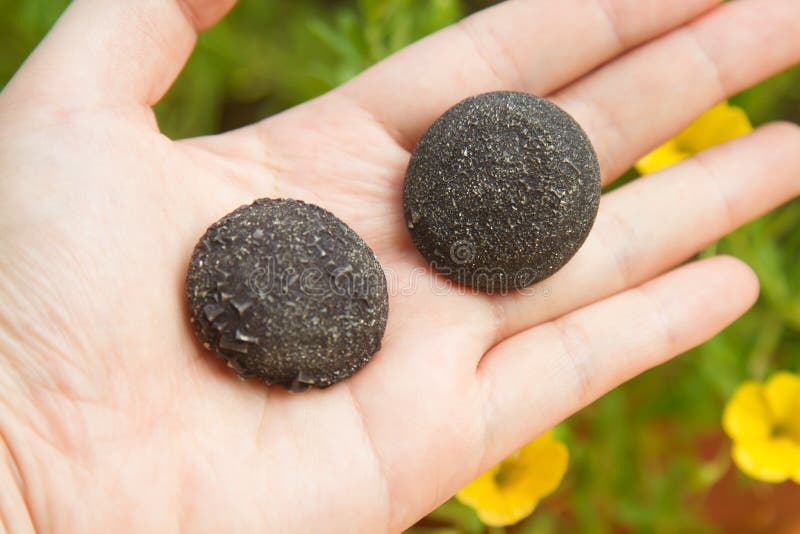 Hand on stones. stock photo. Image of quartz, spectrum - 123714932
