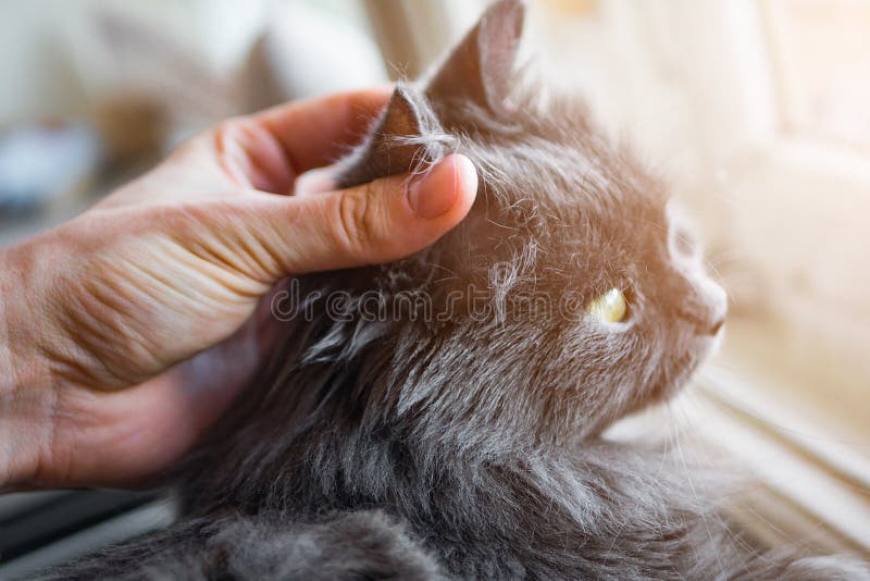 Hand Stroking the Cat on the Head Stock Photo - Image of happy, mammal ...
