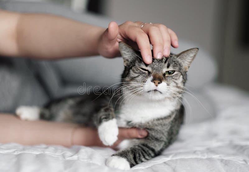 Hand Stroking a Cat, Cat and Owner, Funny Muzzle of Cat Stock Photo ...