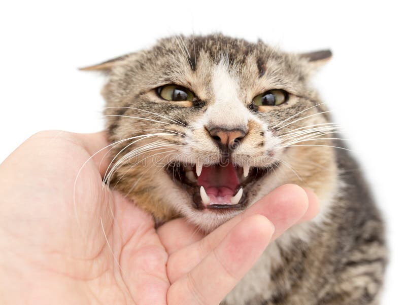 Hand Stroking a Cat on a White Background Stock Photo - Image of hands ...