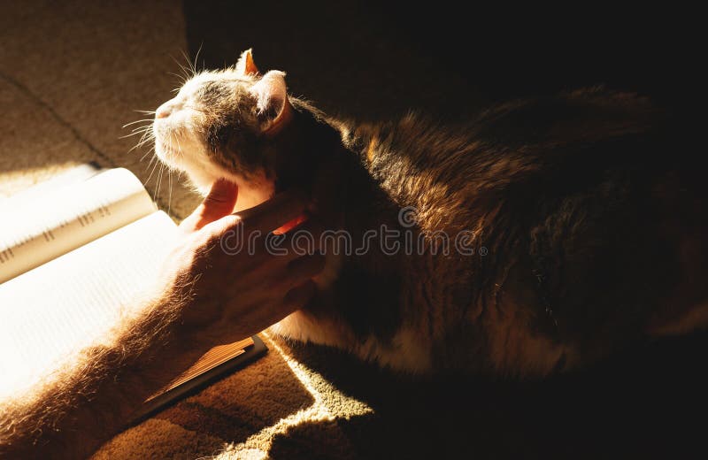 Hand stroking cat stock photo. Image of affection, love - 369464084