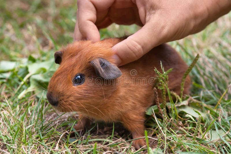 Stroke Guinea Pig Stock Photos - Free & Royalty-Free Stock Photos from ...