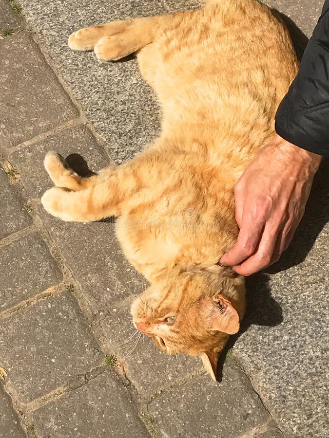 Mestic Animals Stock Photos - Free & Royalty-Free Stock Photos from ...