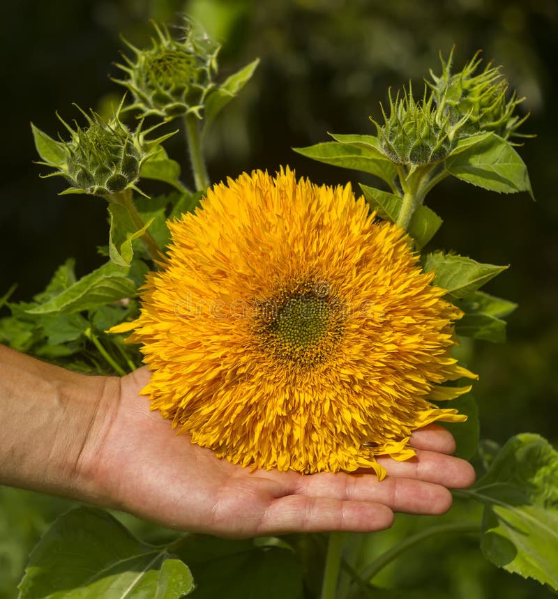 Hand and sunflower stock image. Image of production - 133218489
