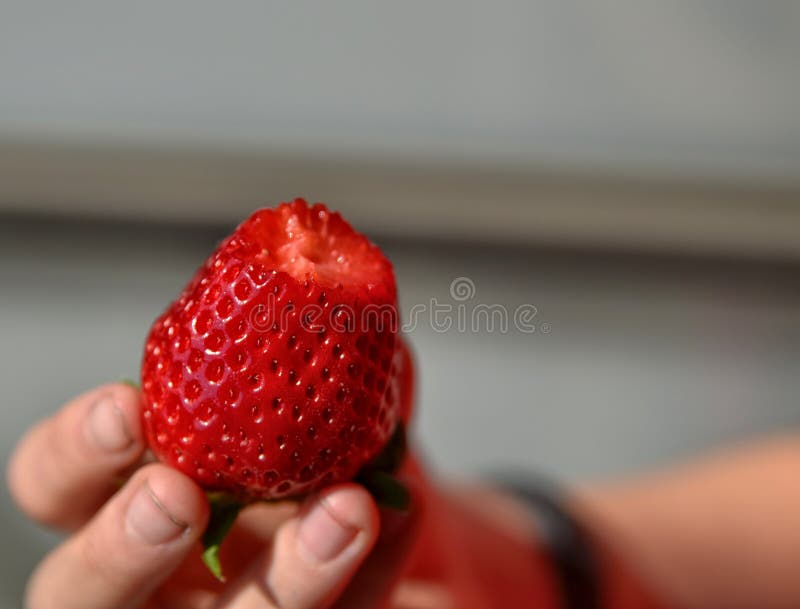 Hand support a strawberry stock image. Image of fruit - 143803473