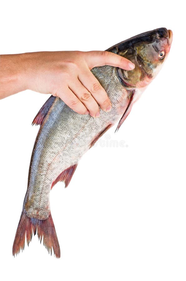 Hand Take Fresh Silver Carp Fish Stock Photo - Image of carp, hand ...