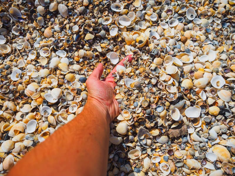 The Hand Takes the Shells on the Beach Stock Image - Image of conserve ...