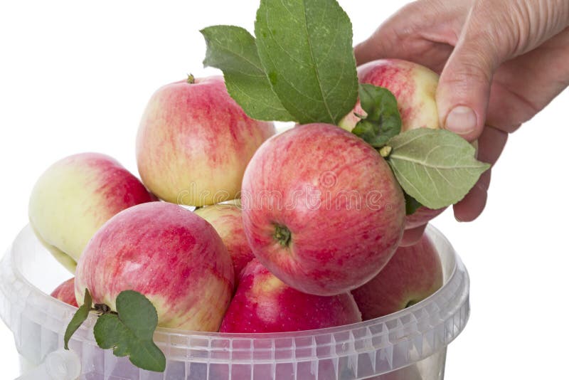 Hand Taking an Apple from a Bucket Stock Photo - Image of healthy ...
