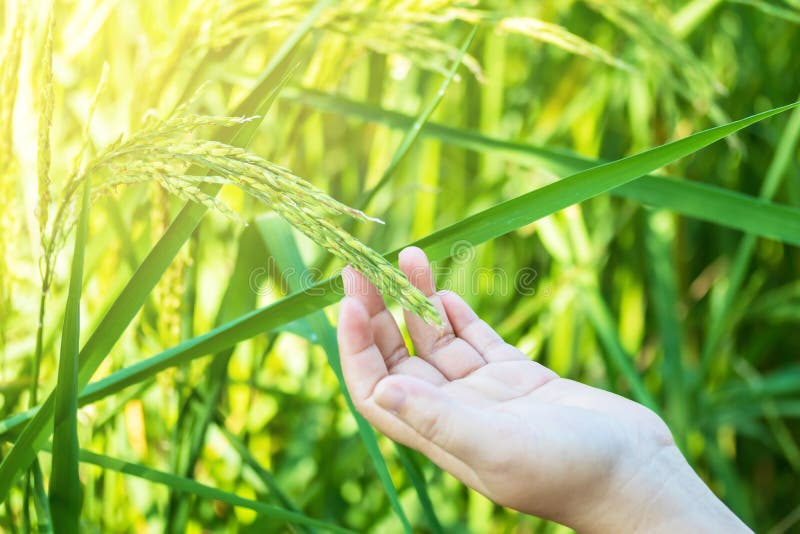 Hand Tenderly Touching Rice in Paddy Field.Farmer Hand with Rice Field ...