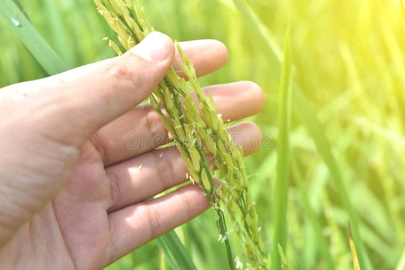 Hand Tenderly Touching Rice in the Paddy Field Stock Photo - Image of ...