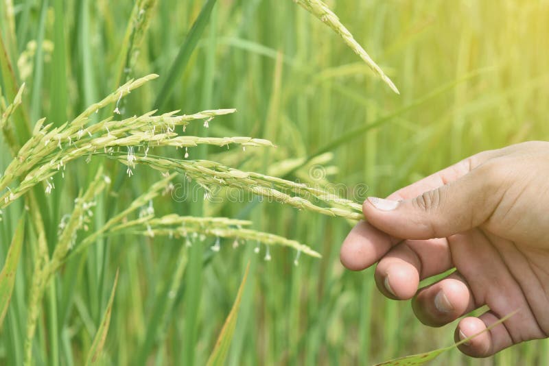 Hand Tenderly Touching a Young Rice in the Field Stock Photo - Image of ...