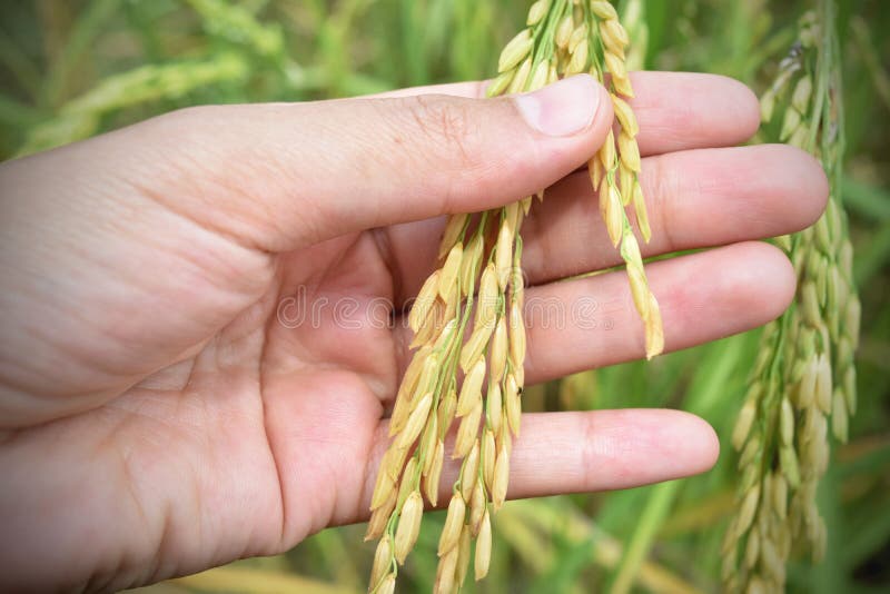 Hand Tenderly Touching a Young Rice in the Field Stock Image - Image of ...