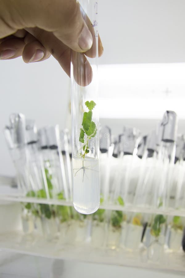 Hand with a Test Tube with in Vitro Cloned Microplant in a Nutrient ...