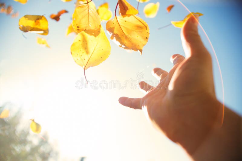 Hand Throwing Autumn Leaves in the Sky Stock Image - Image of beauty ...