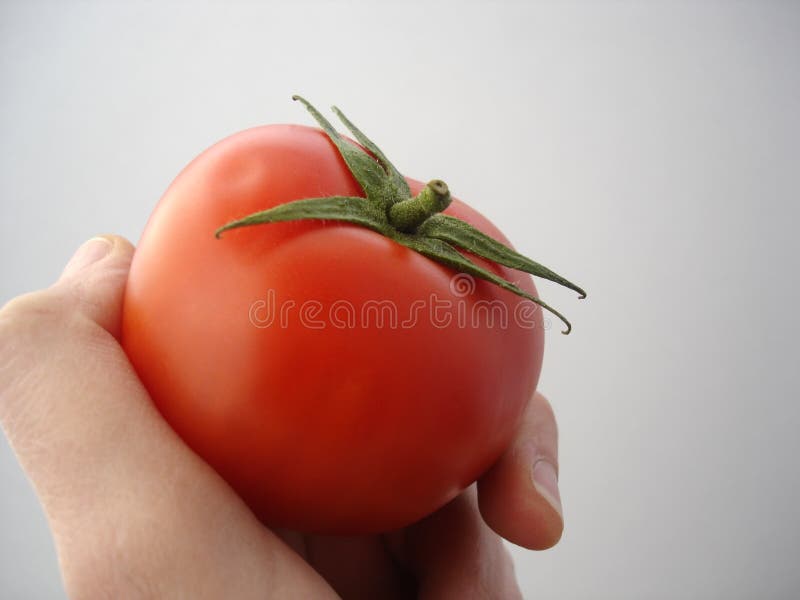 Hand with tomato stock photo. Image of fruit, nutritional - 7593282