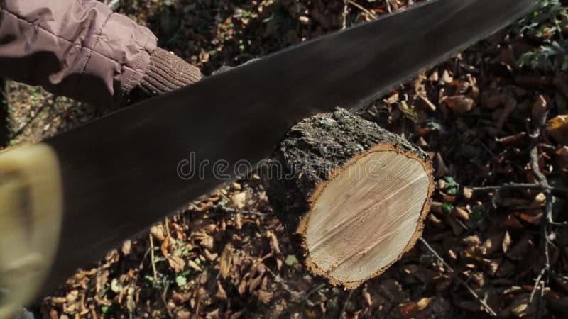 Sawing a Tree with a Hand Saw + Sound of a Saw Stock Footage - Video of ...