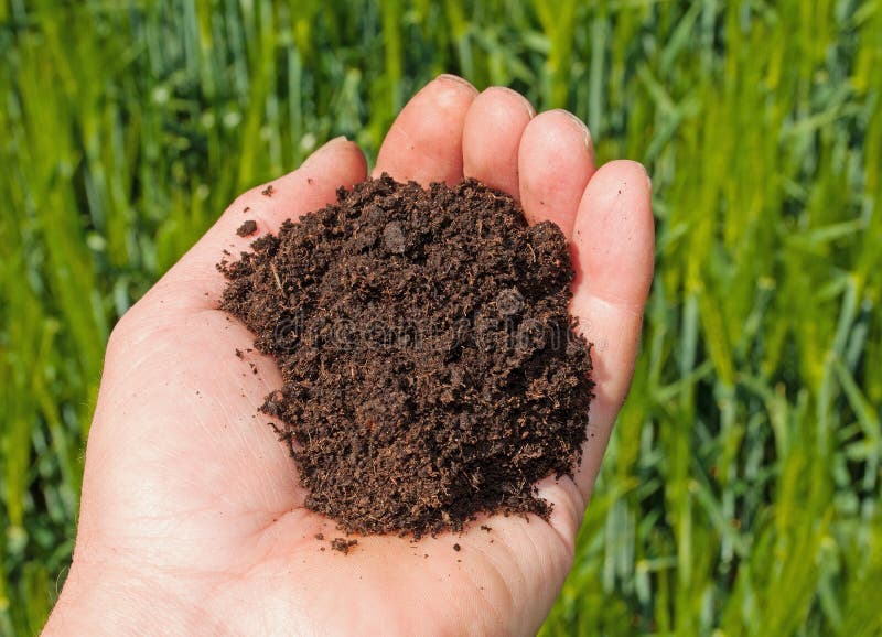 Hand with topsoil stock image. Image of biology, life - 375422457